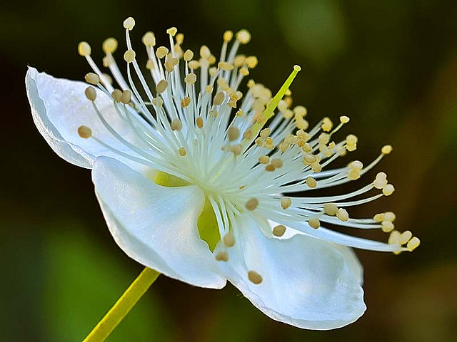 Cultura Guaraní: Flor Guavirá