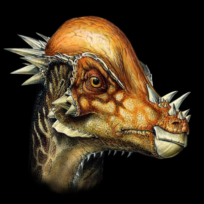 Mi blog: Galería de imágenes: Pachycephalosaurus
