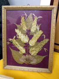 Slike od presovanog cveca i lisca: Slike od suvog cveca i lisca