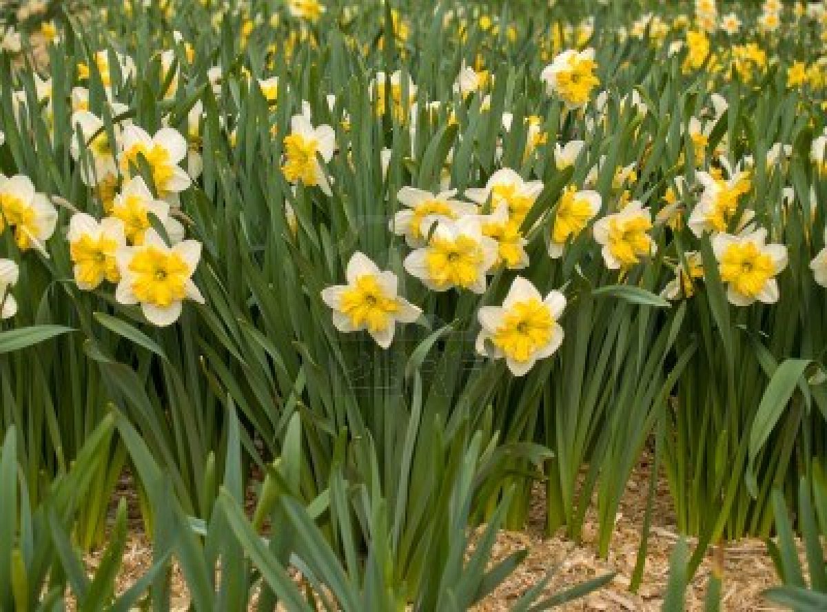 purpura: NARCISO - ( GRIEGA)