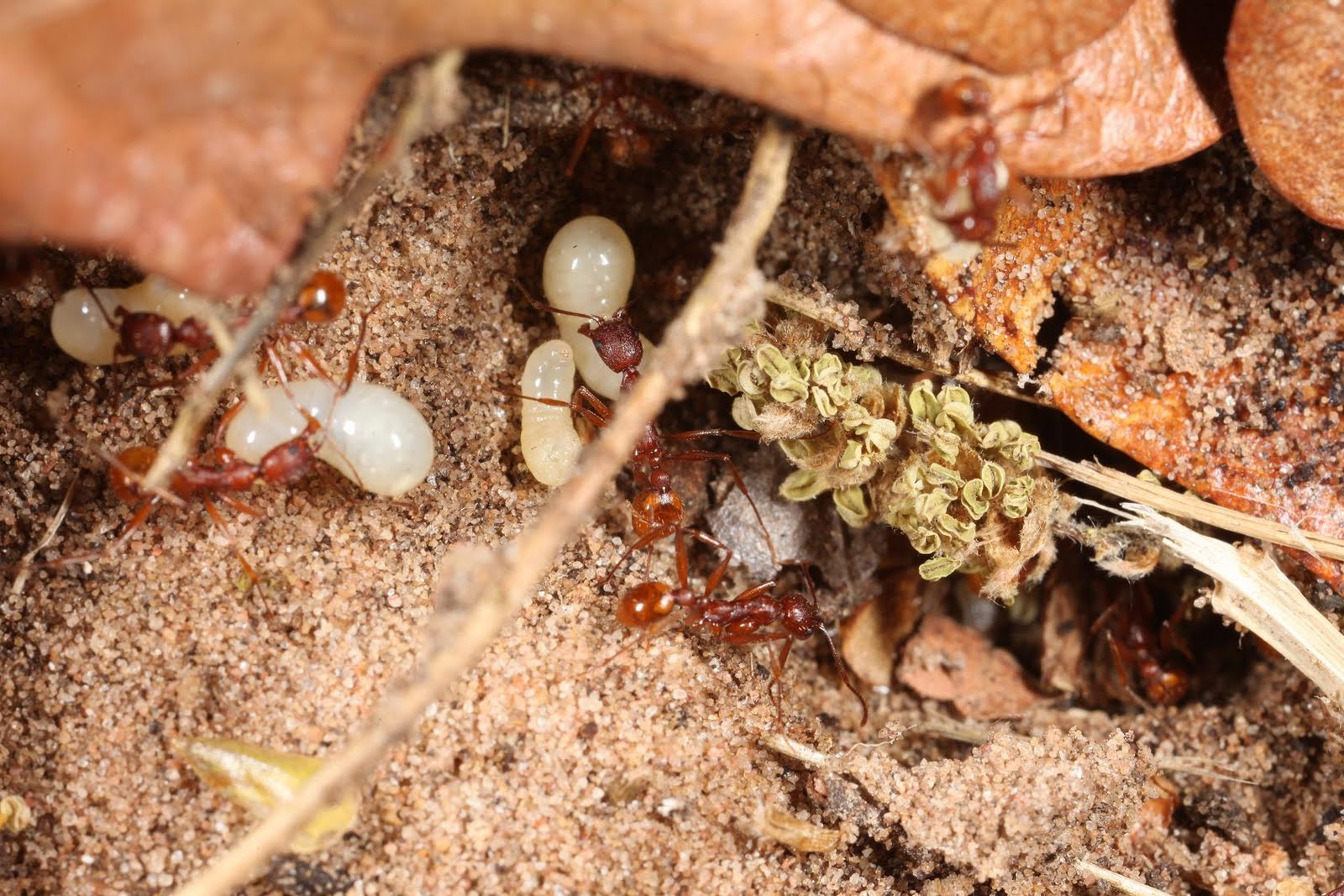 JaredDavidsonPhotography: Macro pictures of Red Harvester Ants ...