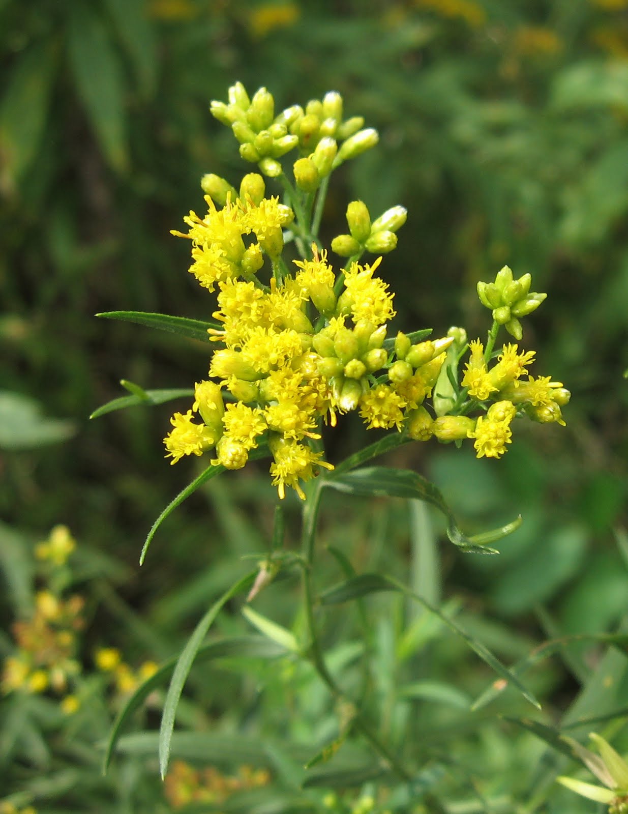Tangled Web: Getting a Grip on Goldenrods