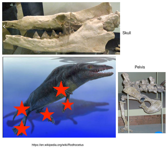 Analysis of the Post-chareidi Phenomenon : Whale Evolution and Skepticism