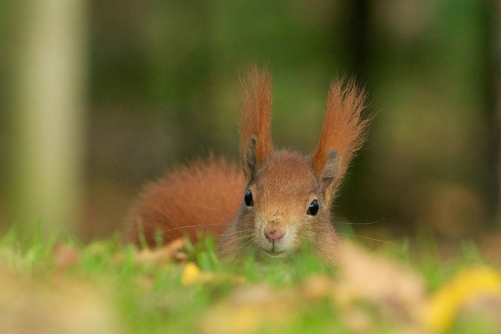Matt's Photos: Red Squirrels