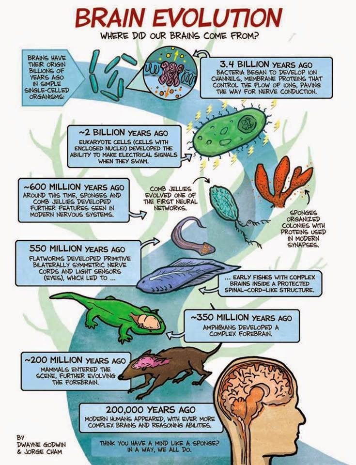 amudu: Brain evolution.