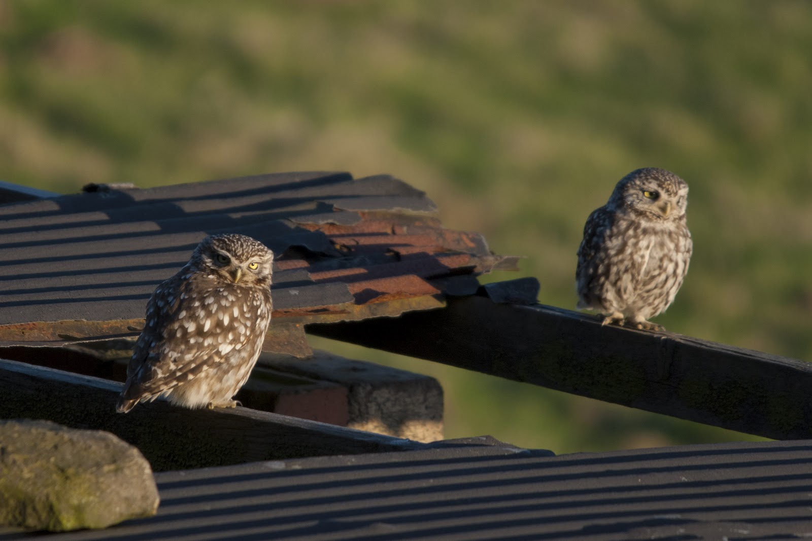 Yorkshire Field Herping and Wildlife Photography: Owls Slow Worms and Newts