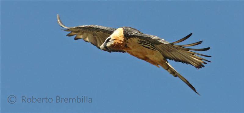 libereali: Il Gipeto