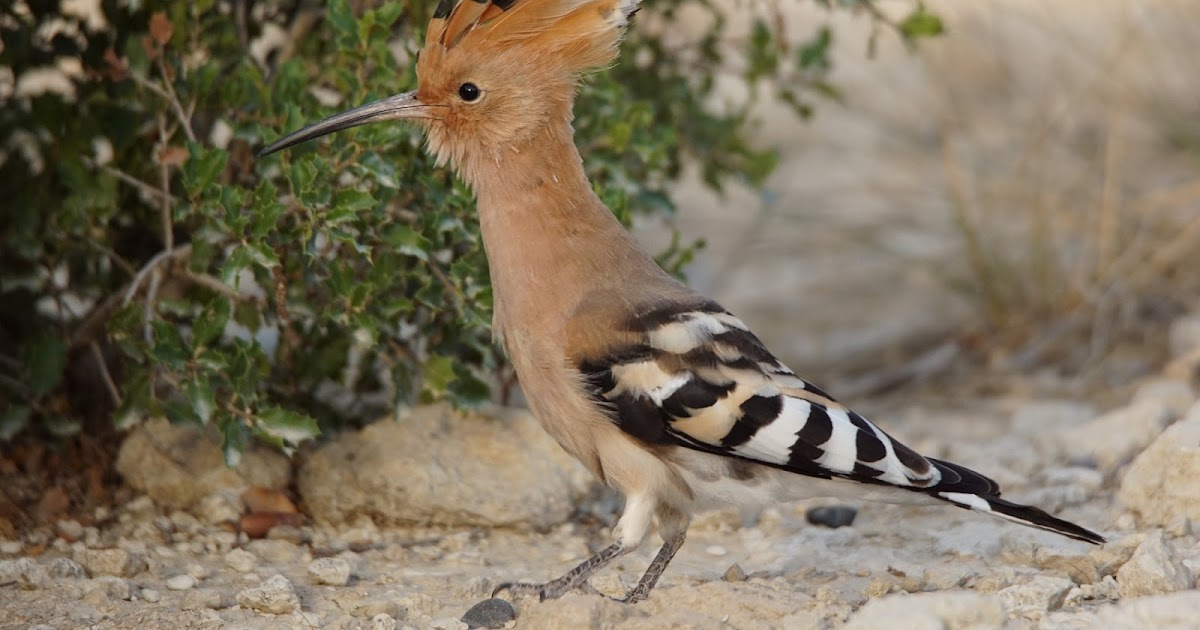 Pasión por las aves: Abubilla.(Upupa epops)