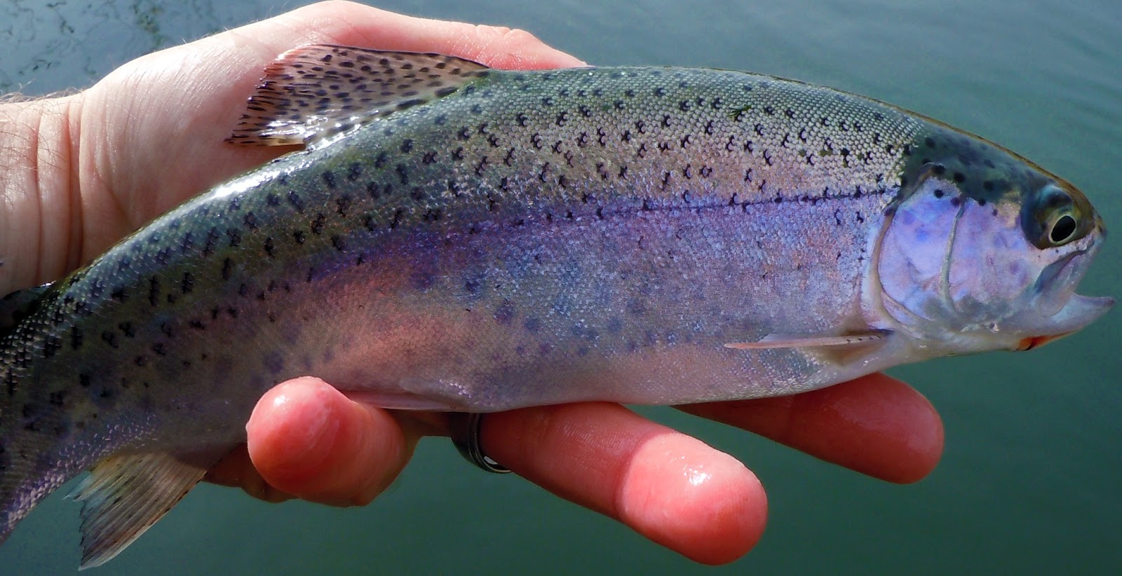 It's All About The Take: Ana River, Summer Lake Oregon