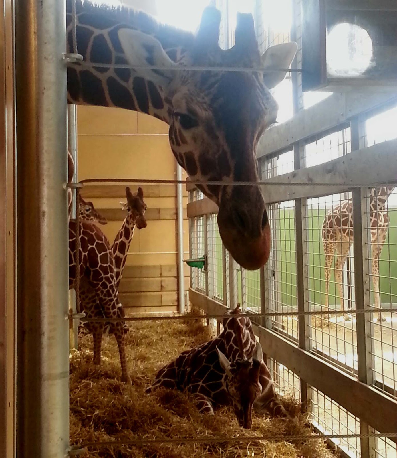 The Evolving Placenta: Giraffe placenta