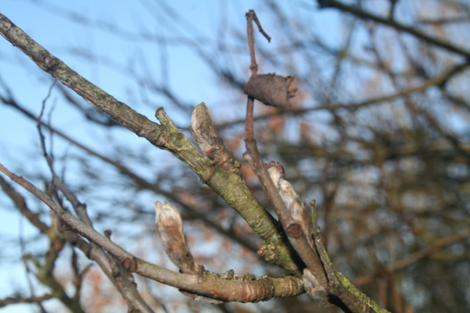 Filnore Woods Blog: Tree ID 6: Rowan buds