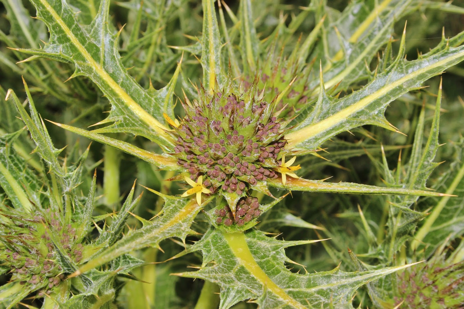 Biodiversity of Cyprus by NGO Protection of the Natural Heritage and ...