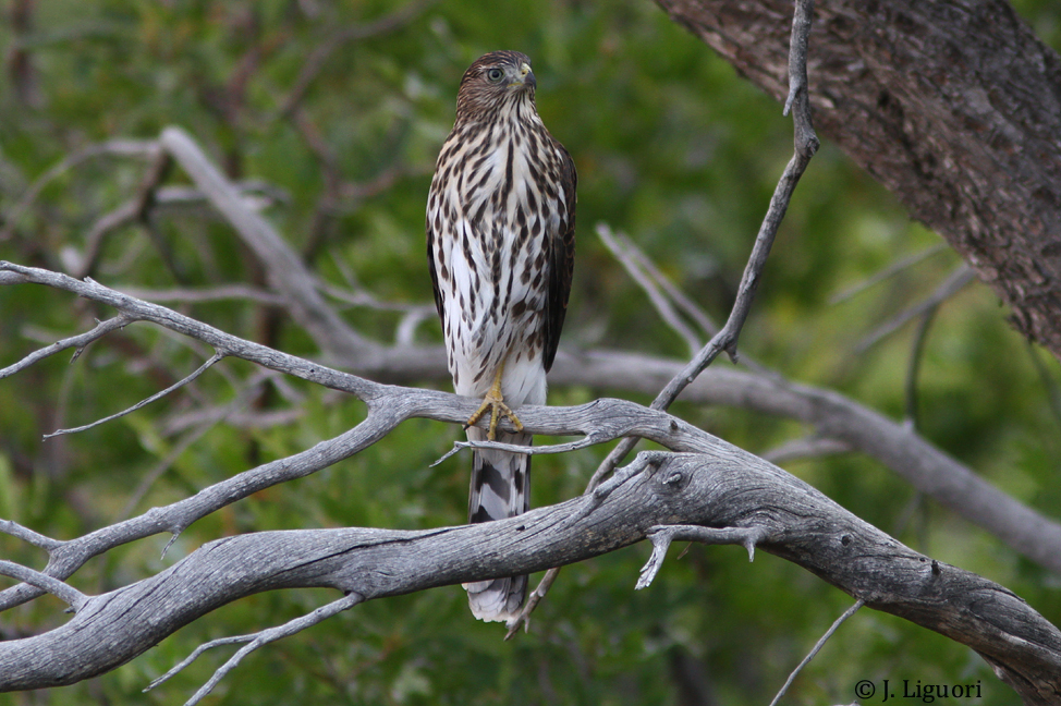 Utah Birders | Birding Blog, Utah Birds, Utah Birding, Utah Bird ID ...