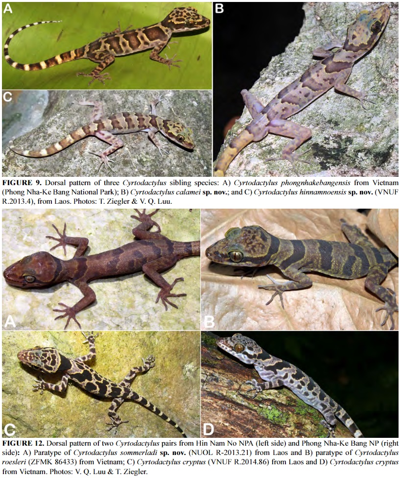 Species New to Science: [Herpetology • 2016] Evolution in Karst Massifs ...