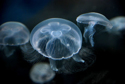 Biology of Animals: Jelly fish (Aurelia sp.)
