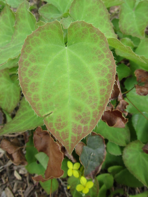 Outside Now: Cordate = Heart💟-Shaped Leaf