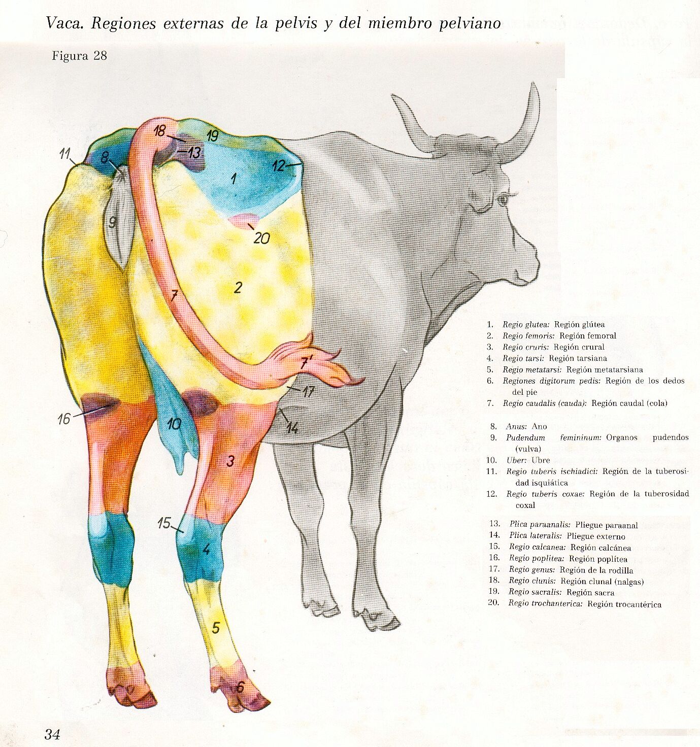 Pin en cow anathomy