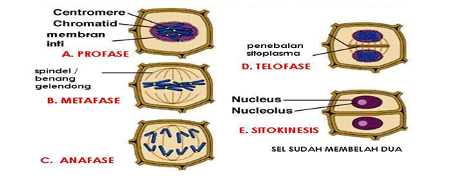 Fase-fase Siklus Sel, Mitosis dan Meiosis