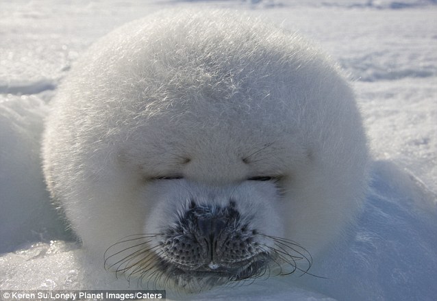 Cute!: Harp Seal Pup!