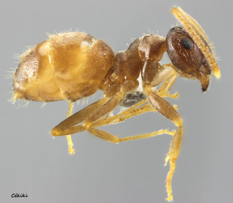 :: Lasius neglectus ::: reconnaissancelasius neglectus