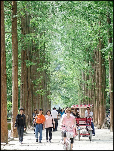 Wisata Menarik di Korea - Nami Island