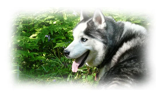 Siberian Husky’s Habitat