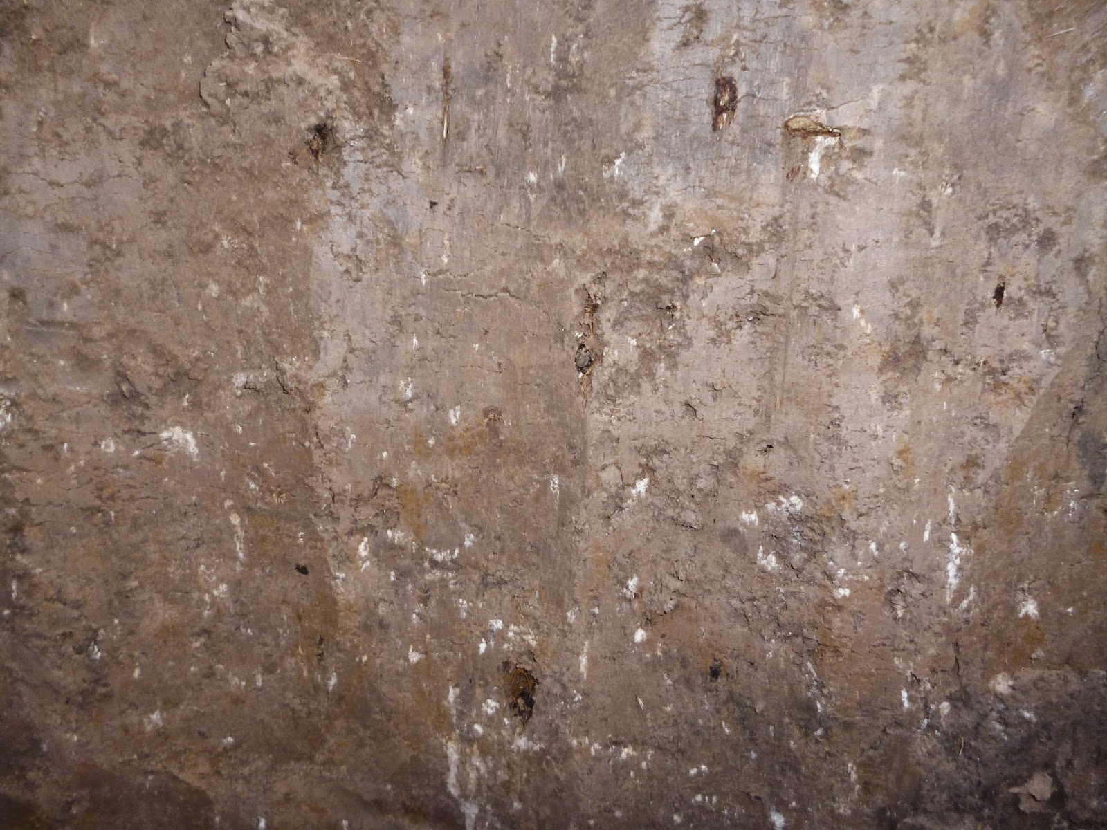 Rodrigo S. Espíndola: Observación de calicata antes de una plantación