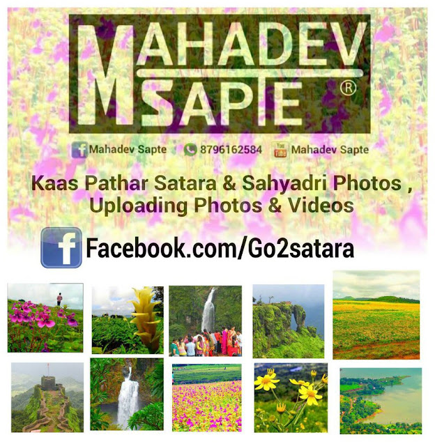 Kas Pathar - Satara : कास पठार- Kaas Plateau (Valley of Flowers) Photos ...