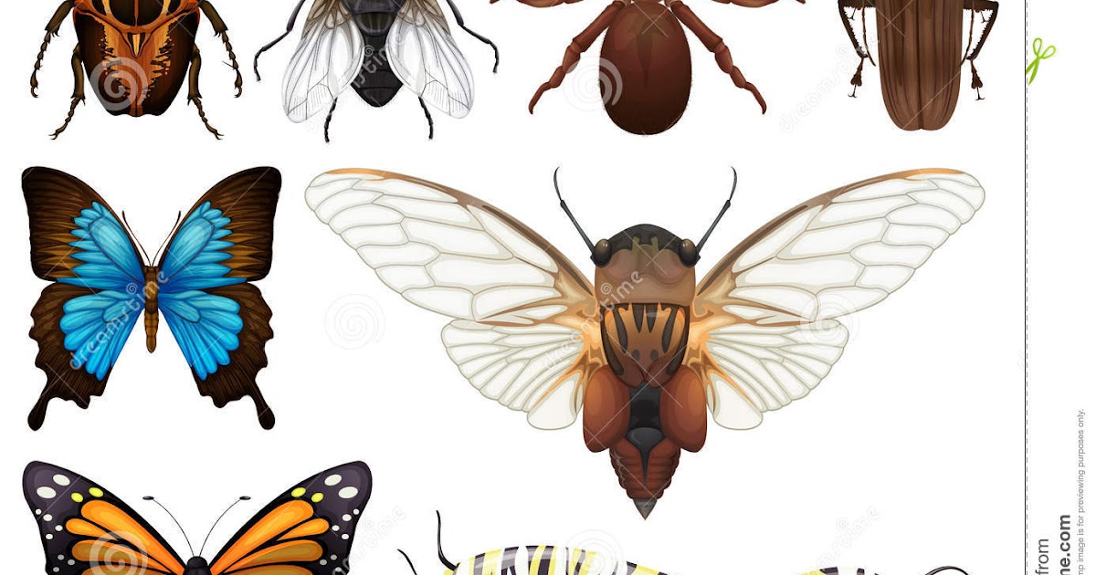 ANIMALES INVERTEBRADOS: Los antropodos