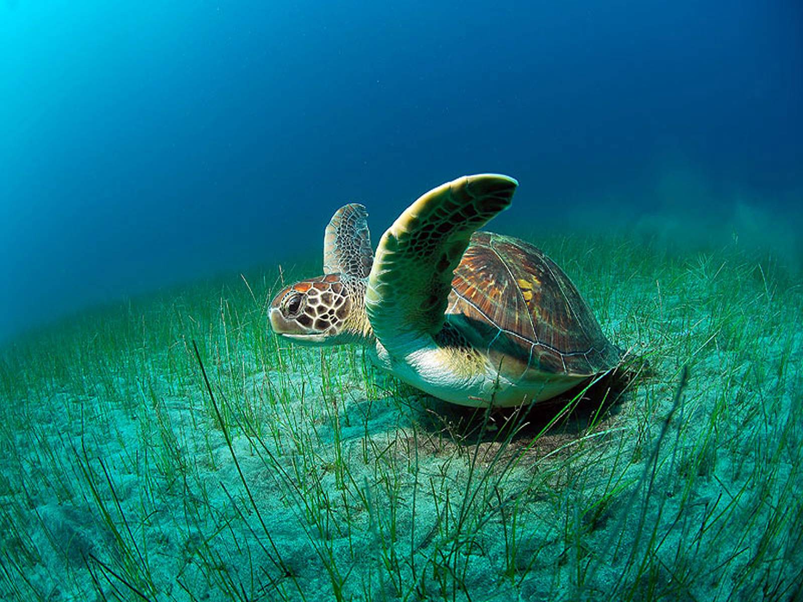Turtle in Sea Wallpaper