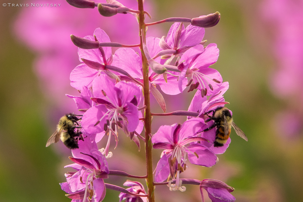 Photography by Travis Novitsky - Photo Journal: Bumble Bees and Fireweed
