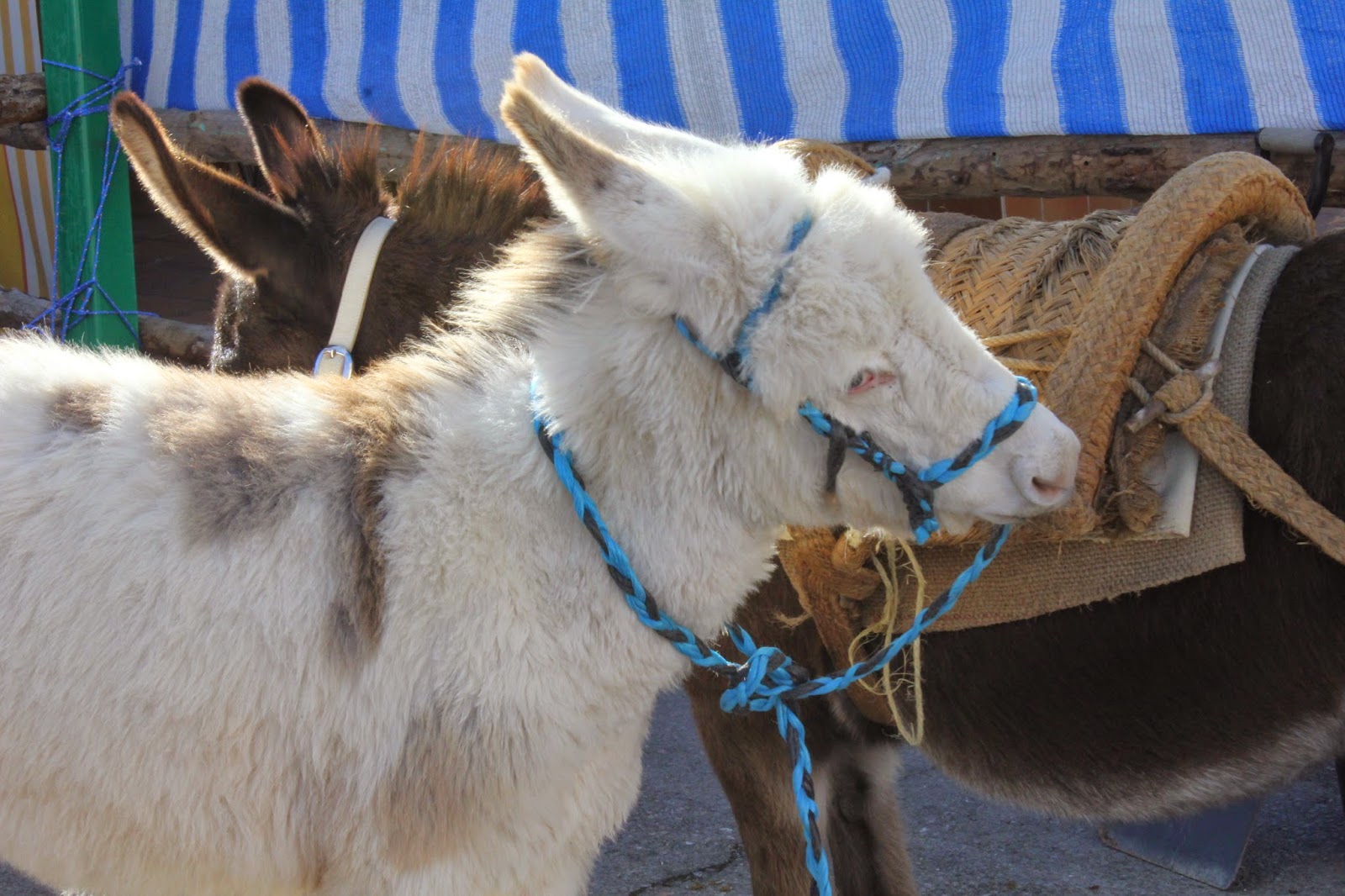 Kike : Visita a la Asociación Burros y Burras C. Valenciana