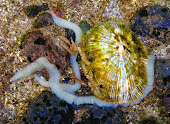 Rafael Microfauna Marina: Cymopolia barbata (Algas verdes)