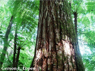 Argentina nativa: Cedro misionero (Cedrela fissilis)