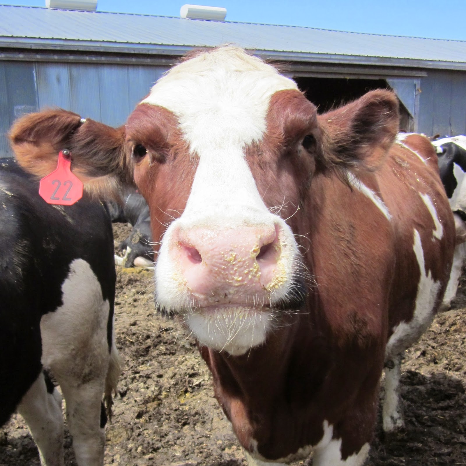 My Barnyard View : H Is For Holstein