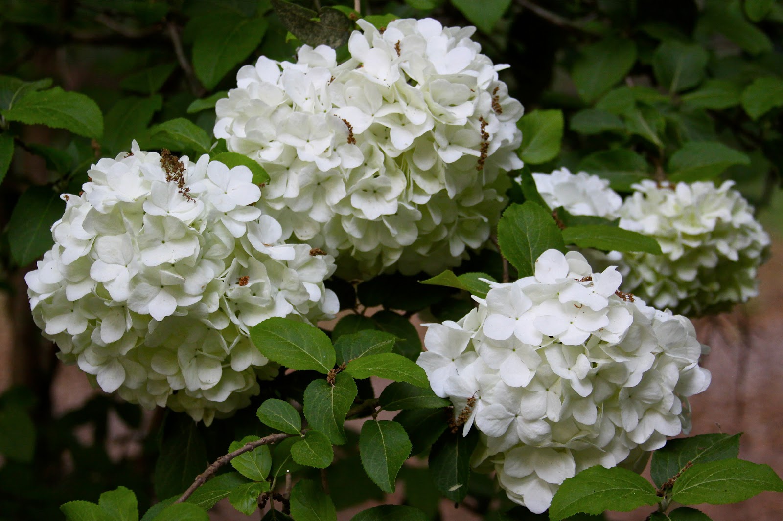 Sweet Southern Days: A Southern Garden