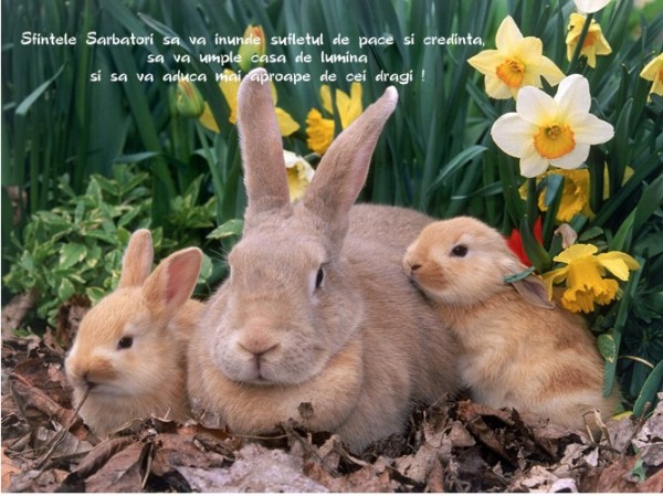 Imagini paste: Felicitari paste