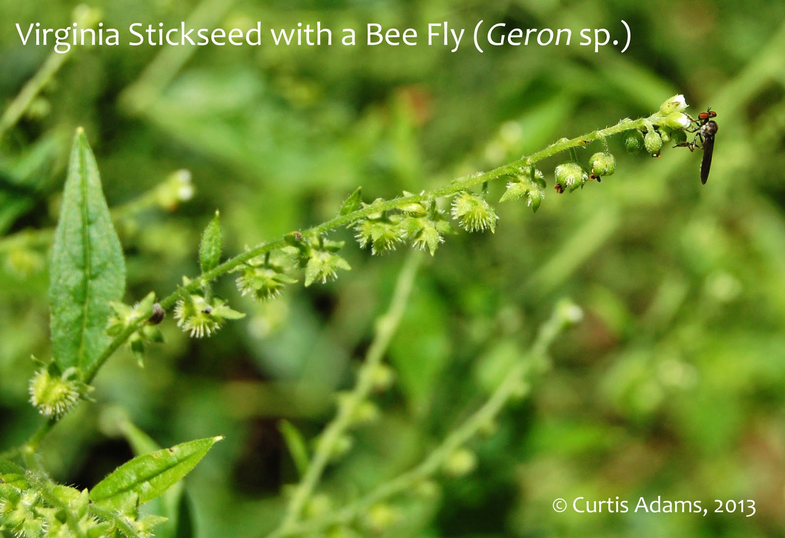 Native Plants with Adams Garden: Mid-summer's Little Blooms