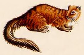 Cat Evolution: Cat Evolution................the potted version