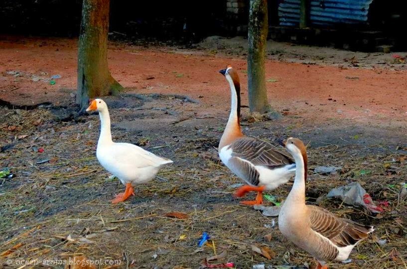 Bangladeshi Beautiful Duck Wallpaper 2015 « Ocean Aroma