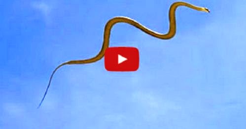 Incredible Flying Snake: Must watch video - Best videos