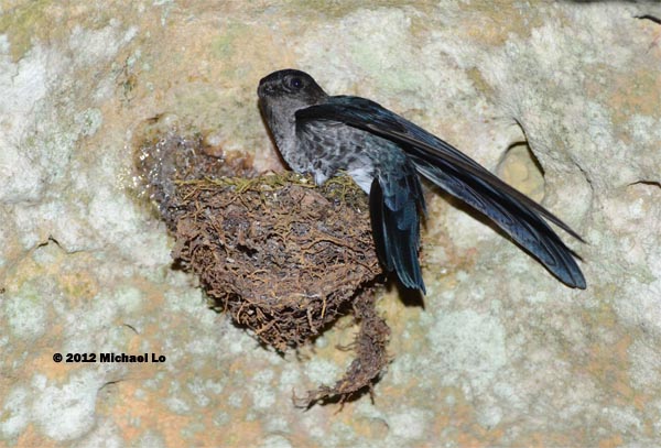 The rainforests of Borneo & Southeast Asia: Mossy-nest swiftlet ...