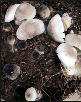 CARA EFEKTIVE BUDIDAYA JAMUR MERANG MEDIA Tandan Kosong Kelapa Sawit ...