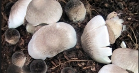 CARA EFEKTIVE BUDIDAYA JAMUR MERANG MEDIA Tandan Kosong Kelapa Sawit ...