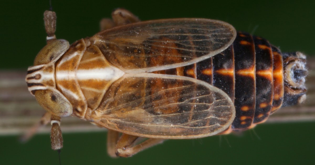 Variety of Life: Delphacidae