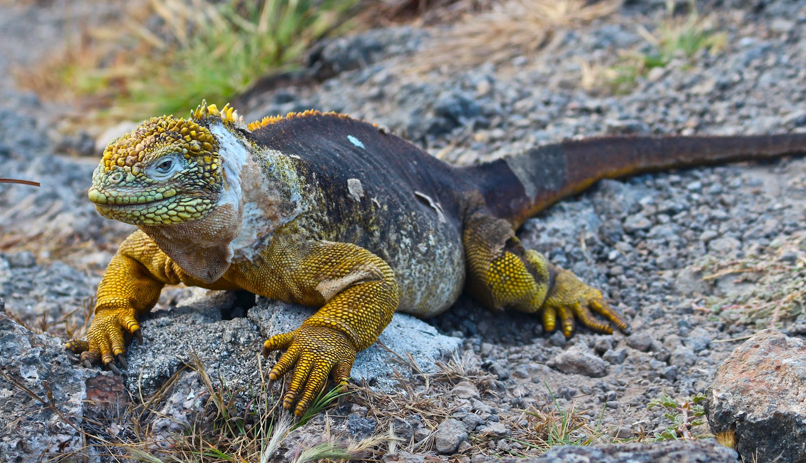 Nature Photography: Galapagos Reptiles & Turtles