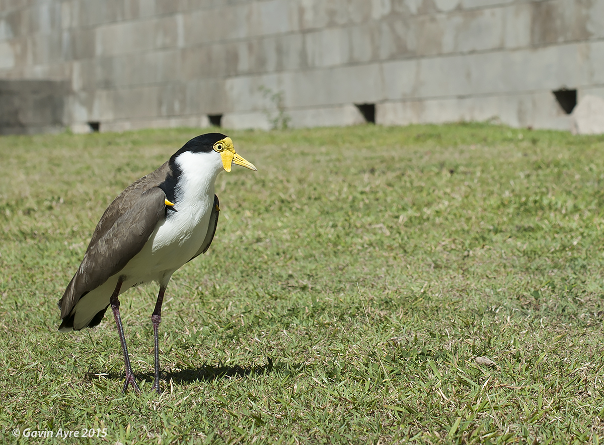 Wildlife of the Hunter Valley: Ever wonder how Spur-winged plovers got ...