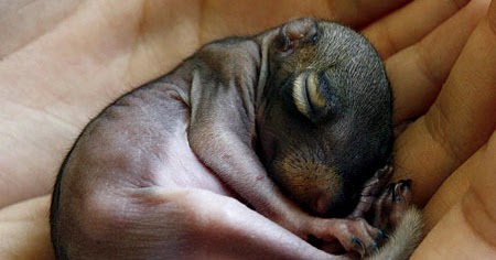 White Wolf : Baby squirrels saved with a little human assistance (Video)