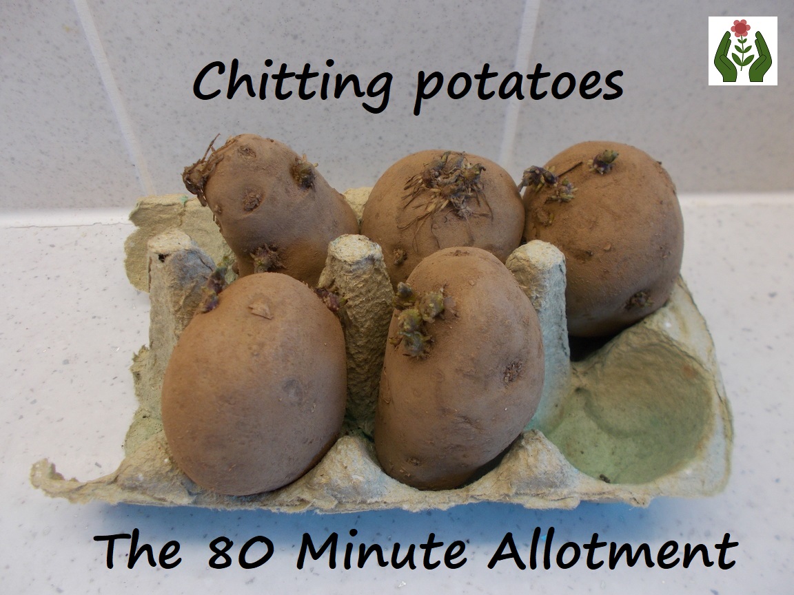 The Green Fingered Blog: Chitting potatoes