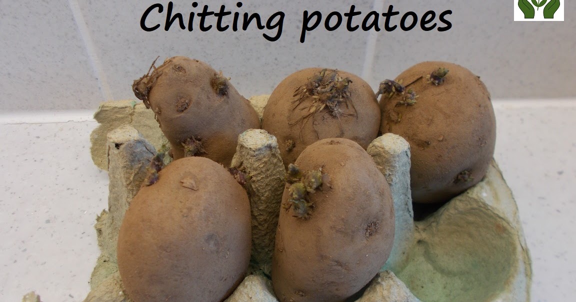 The Green Fingered Blog: Chitting potatoes